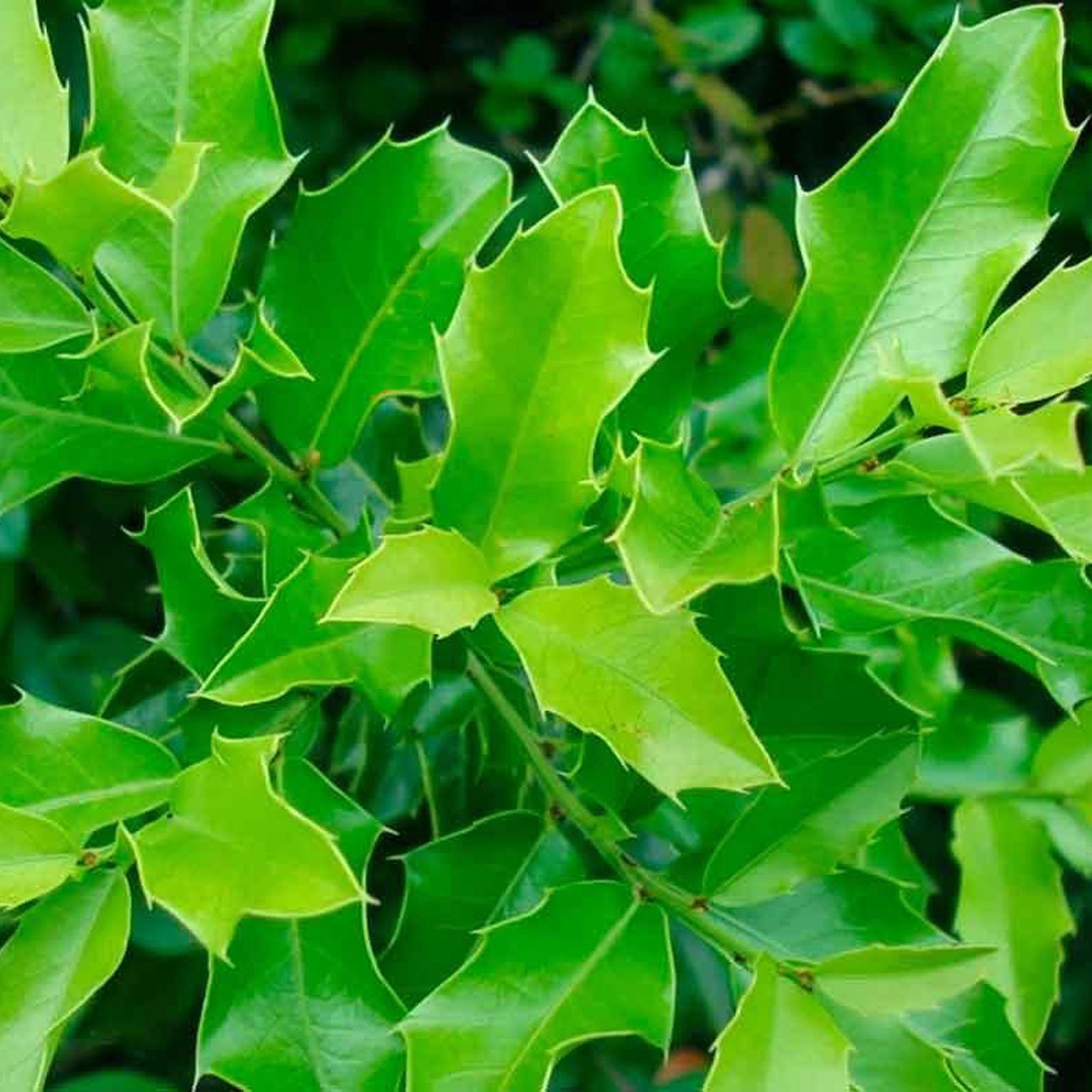 Infusión Congorosa Maytenus ilicifolia Espinheira Santa Cancrosa ...