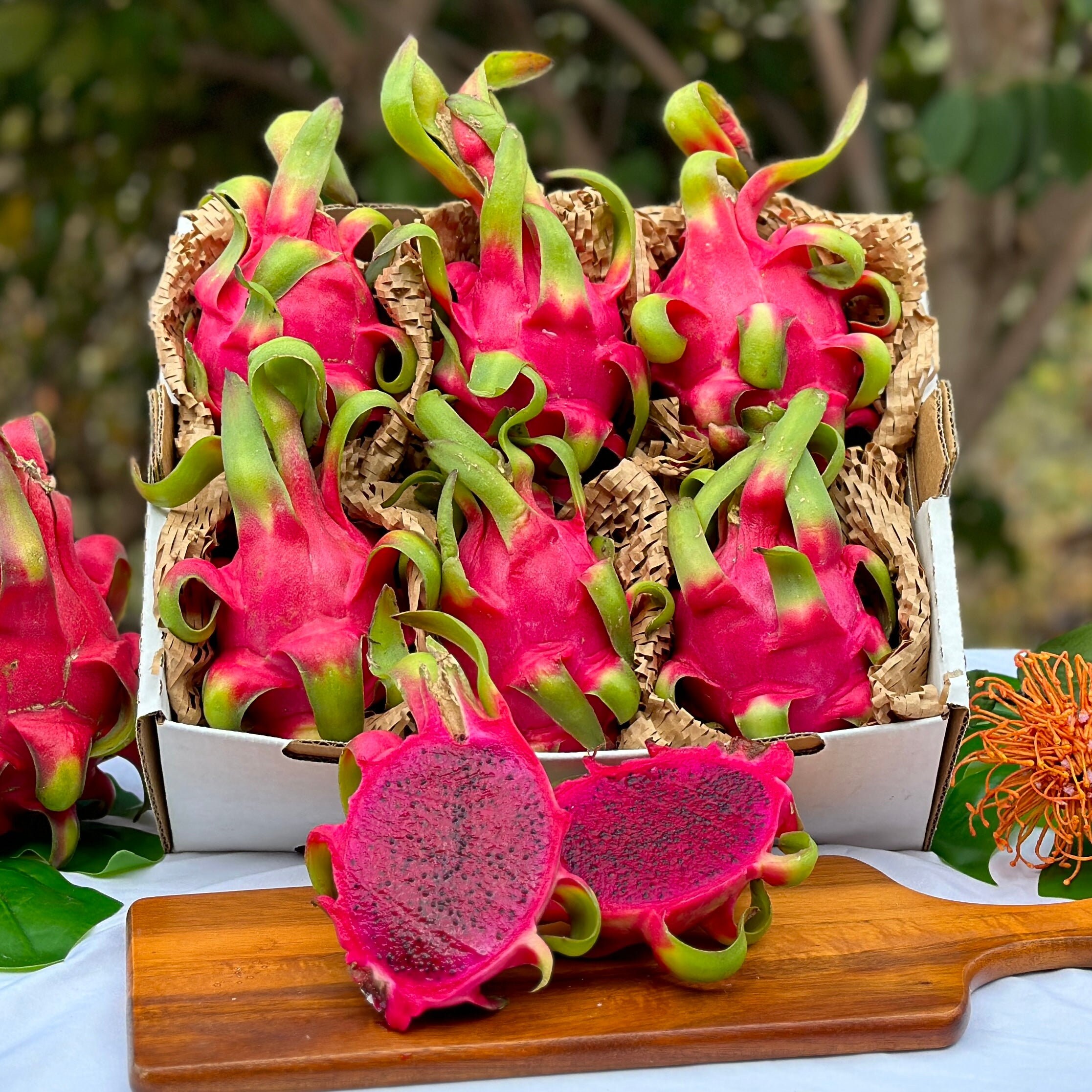 Red Dragon Fruit Flower