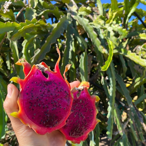 Red Flesh Dragon Fruit