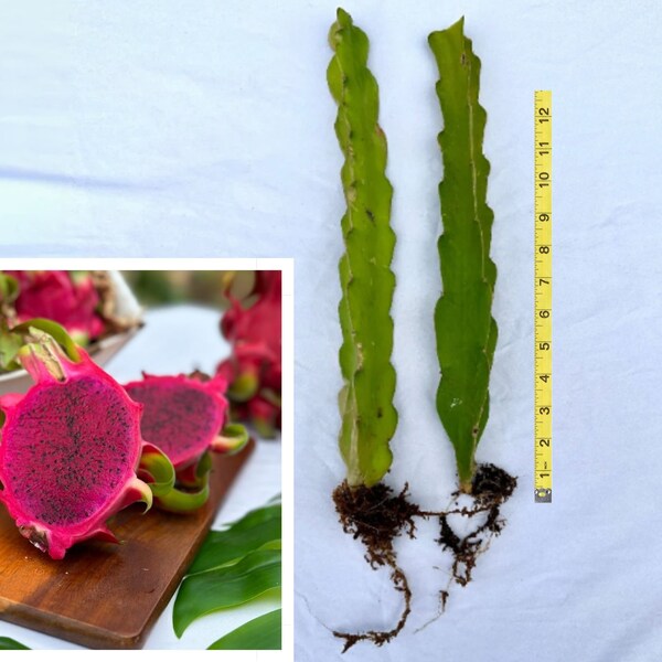 Pitaya Cuttings - Etsy