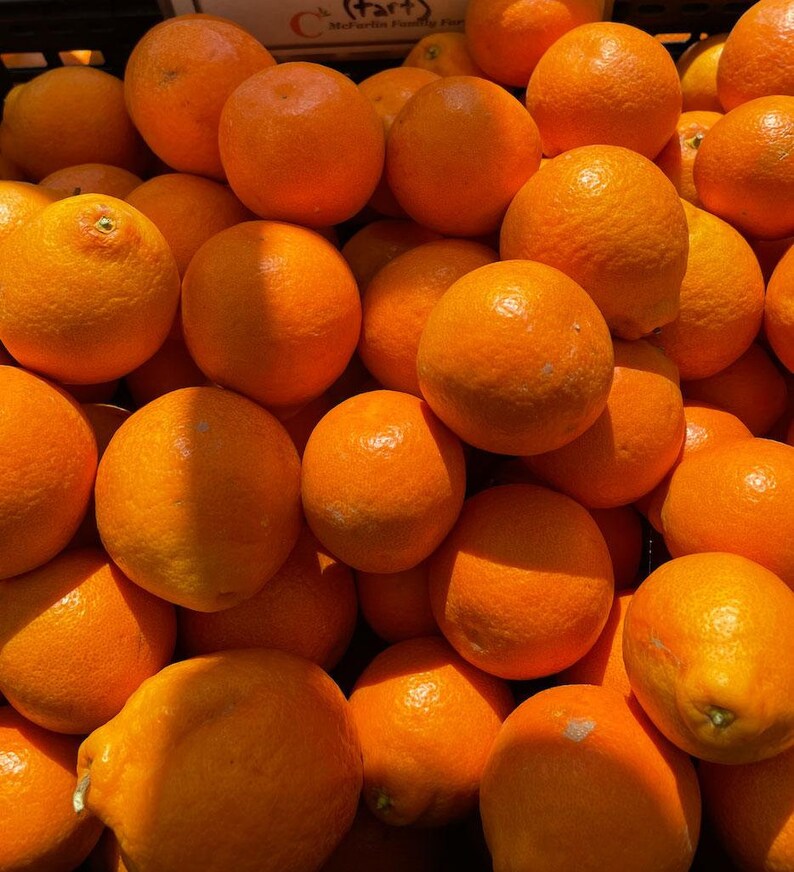 Sample Fresh Organic Tangelo Fruit Local Grown California - Etsy