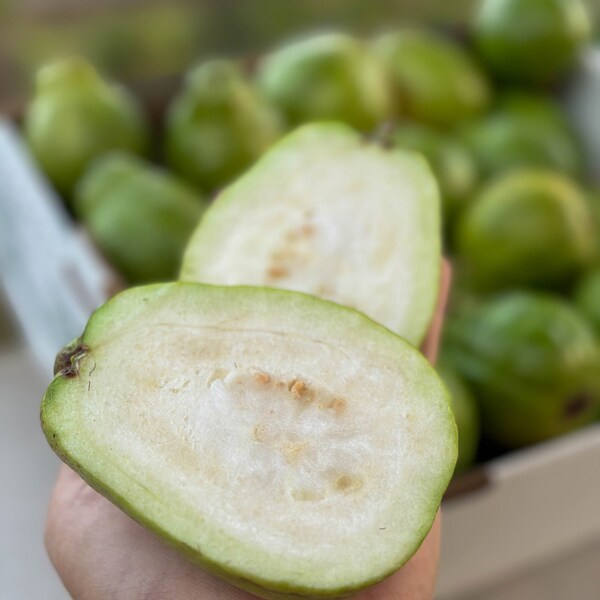 Thai Guava Tree - Etsy