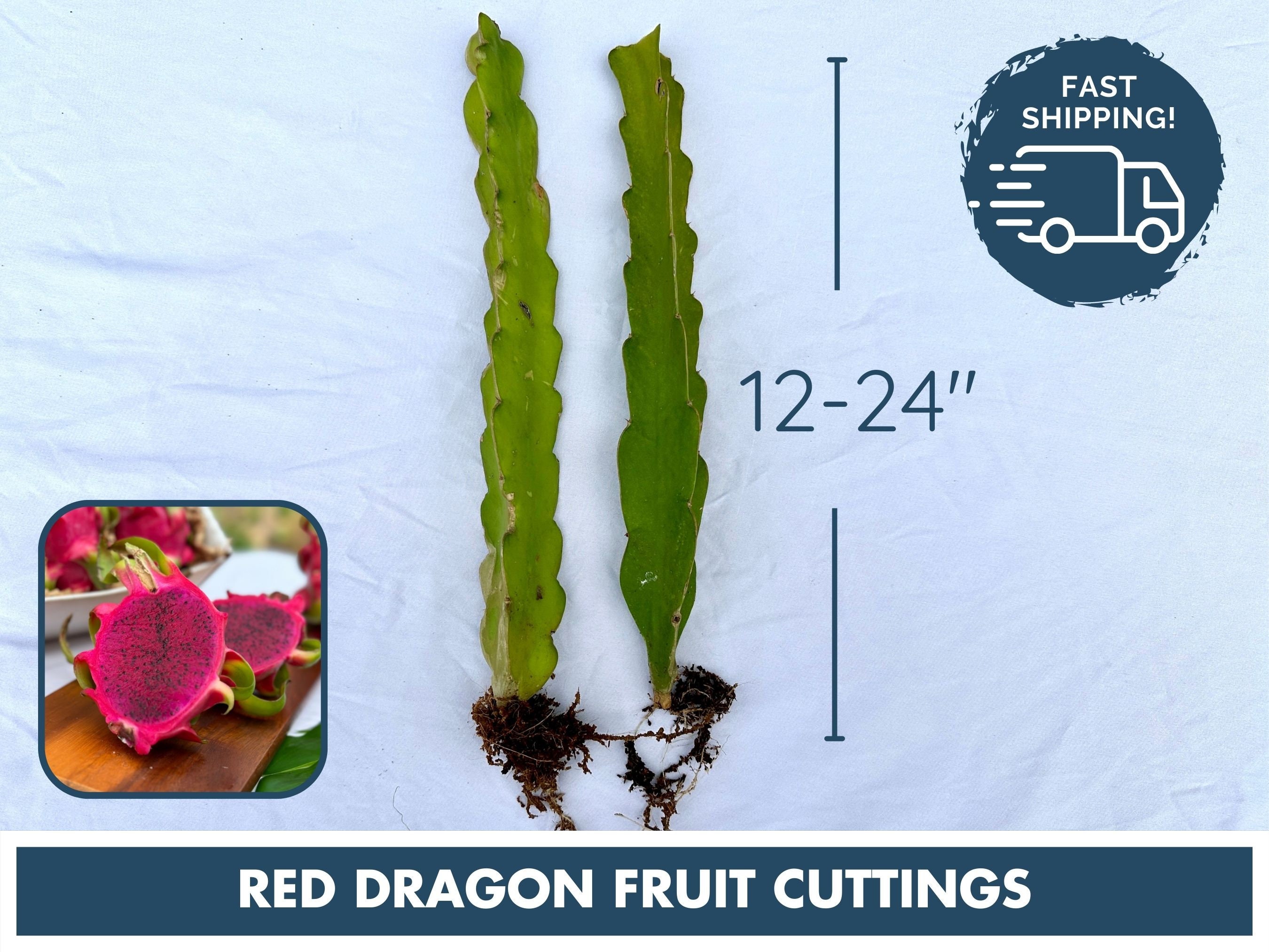 Blue Dragon Fruit