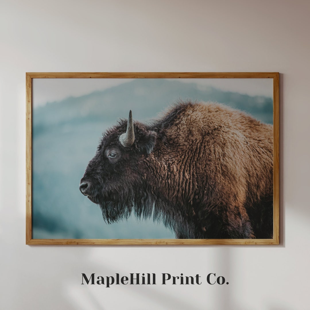 Buffalo Photo, Buffalo Photography, Buffalo Print, Bison Wall Art, Boho ...