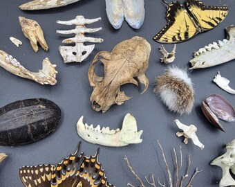 Bones & Skulls - Etsy