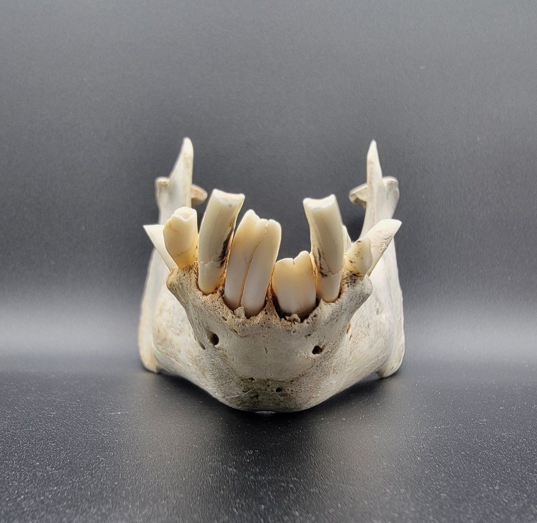 Wild Boar Jawbone With Crooked Smile Jawbone Has EVERY TOOTH - Etsy