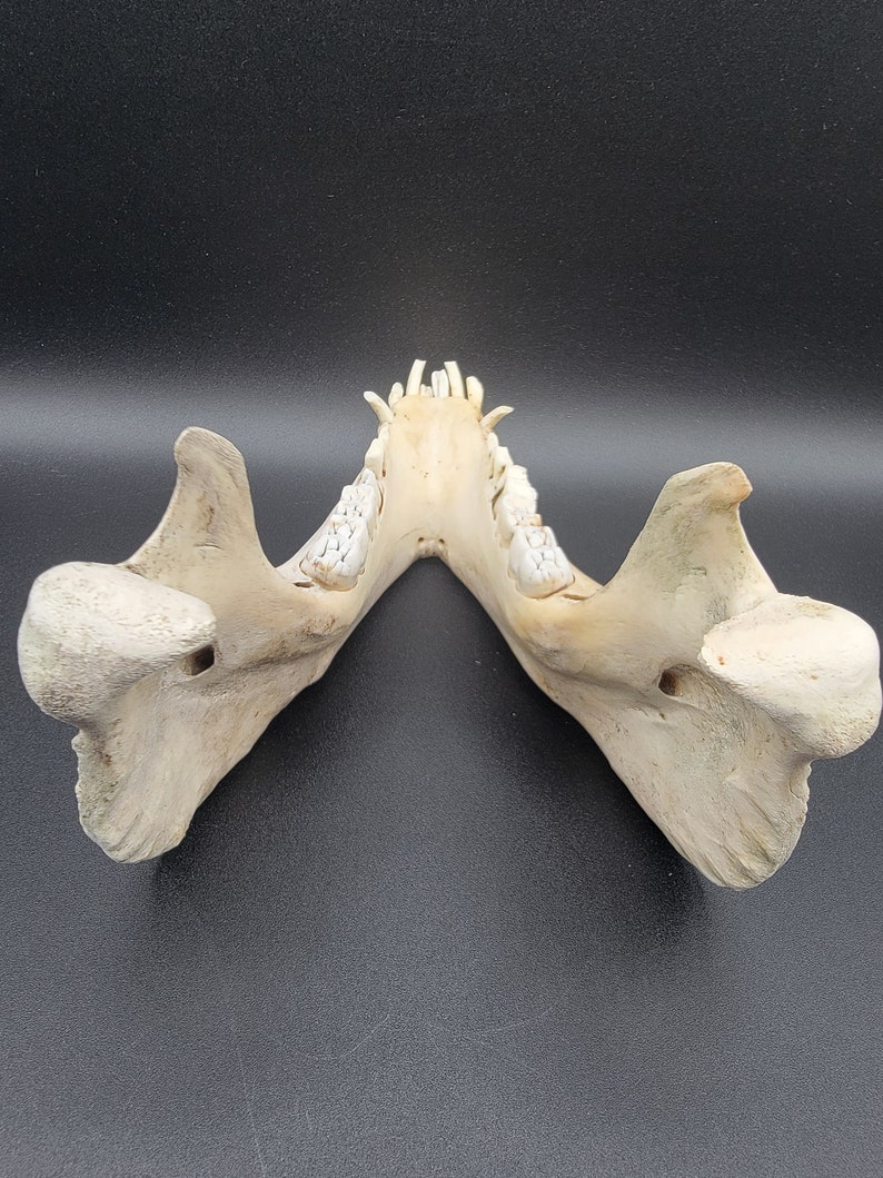 Wild Boar Jawbone With Crooked Smile Jawbone Has EVERY TOOTH - Etsy