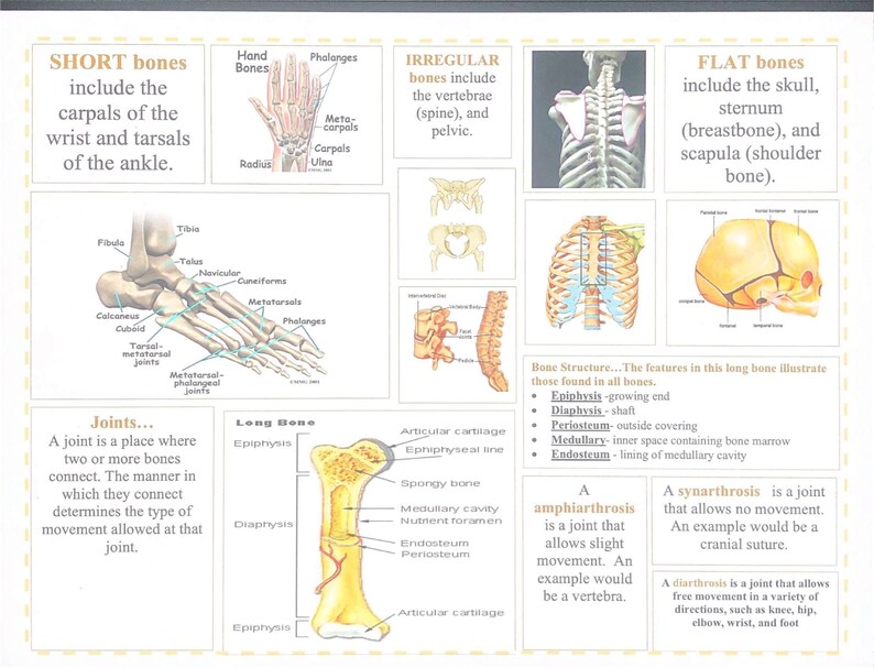 Cute Anatomy Notes for Anyone Interested in Biology - Etsy