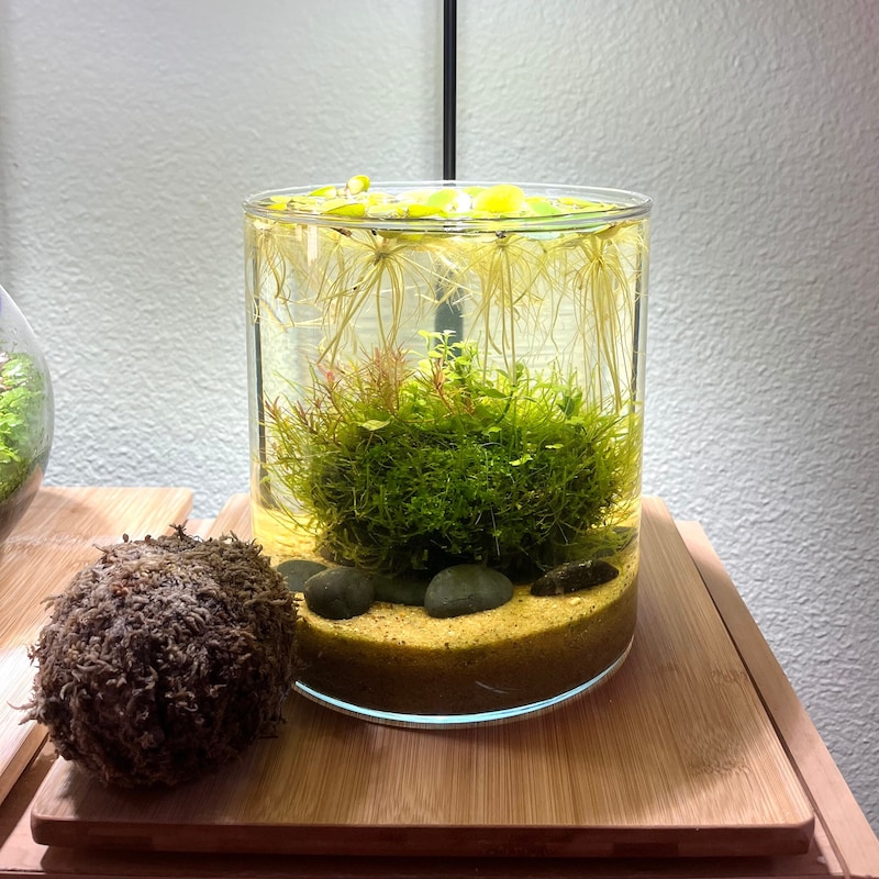 Moss Ball Terrarium - Etsy