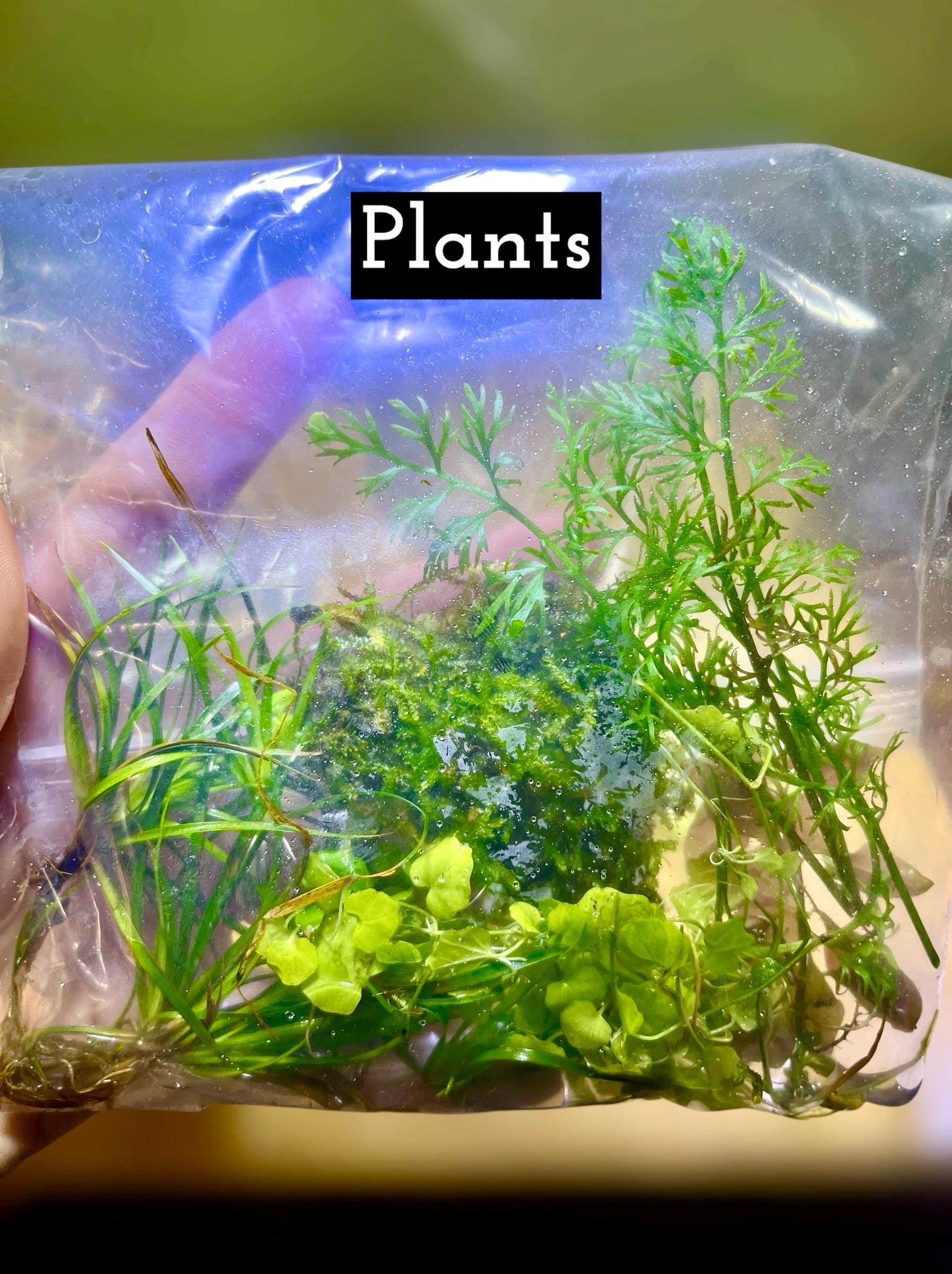 Aquatic Ecosystem DIY Kit | Live Plant Terrarium Aquarium - Etsy
