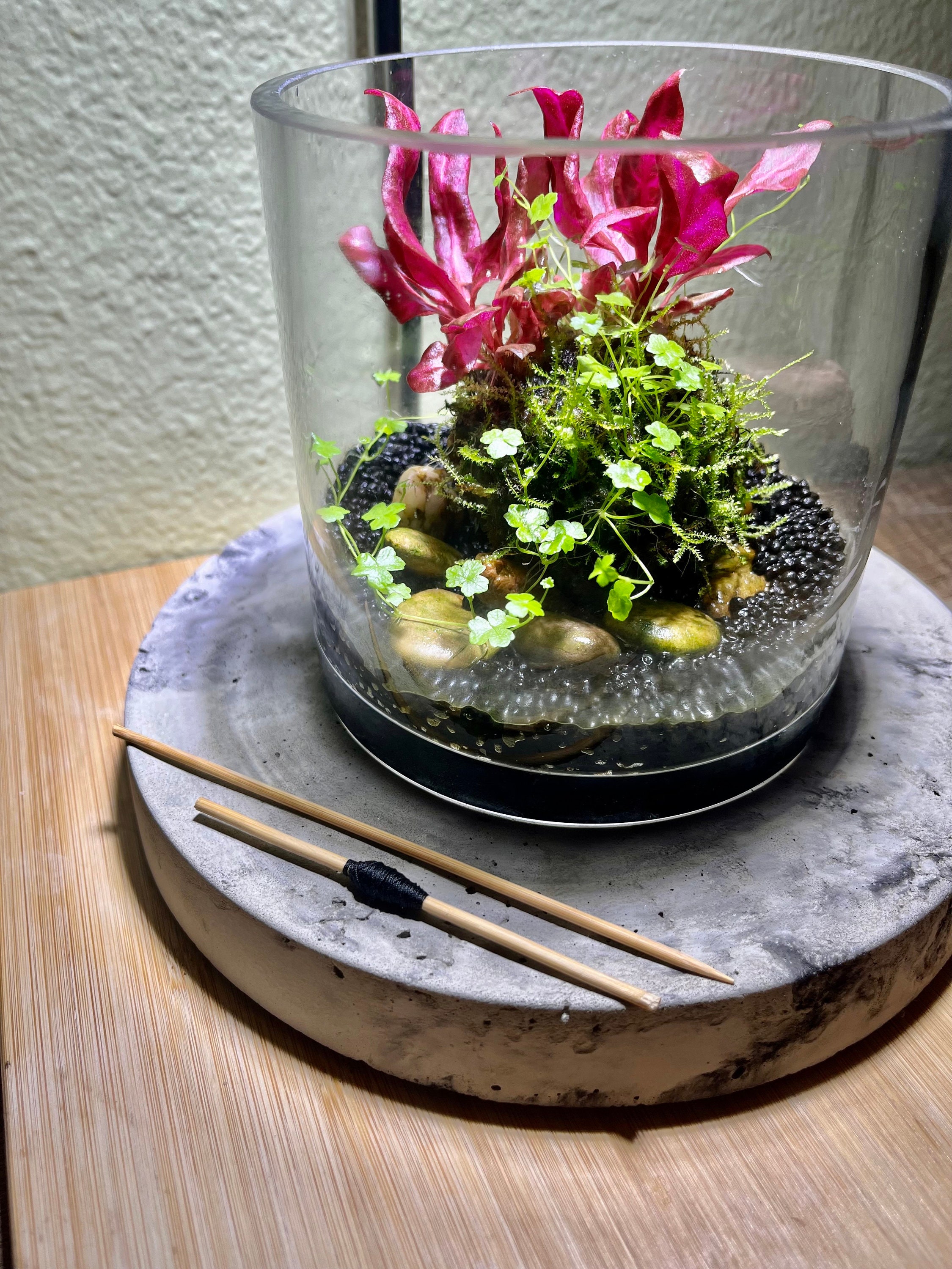 DIY Kit: Complete Terrarium Wabi Kusa Kit With Moss Ball, Glass ...