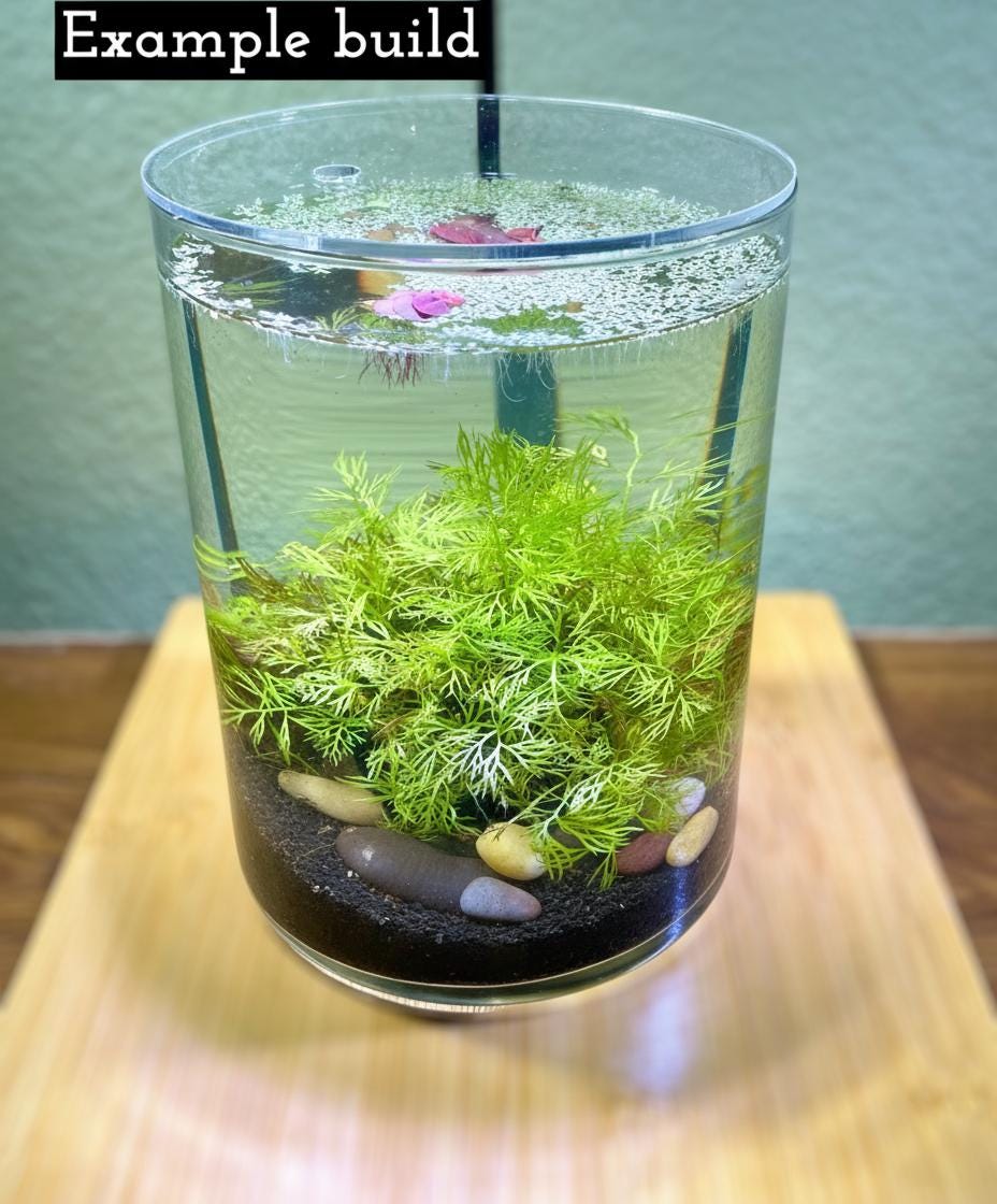 Aquatic Ecosystem DIY Kit | Live Plant Terrarium Aquarium - Etsy