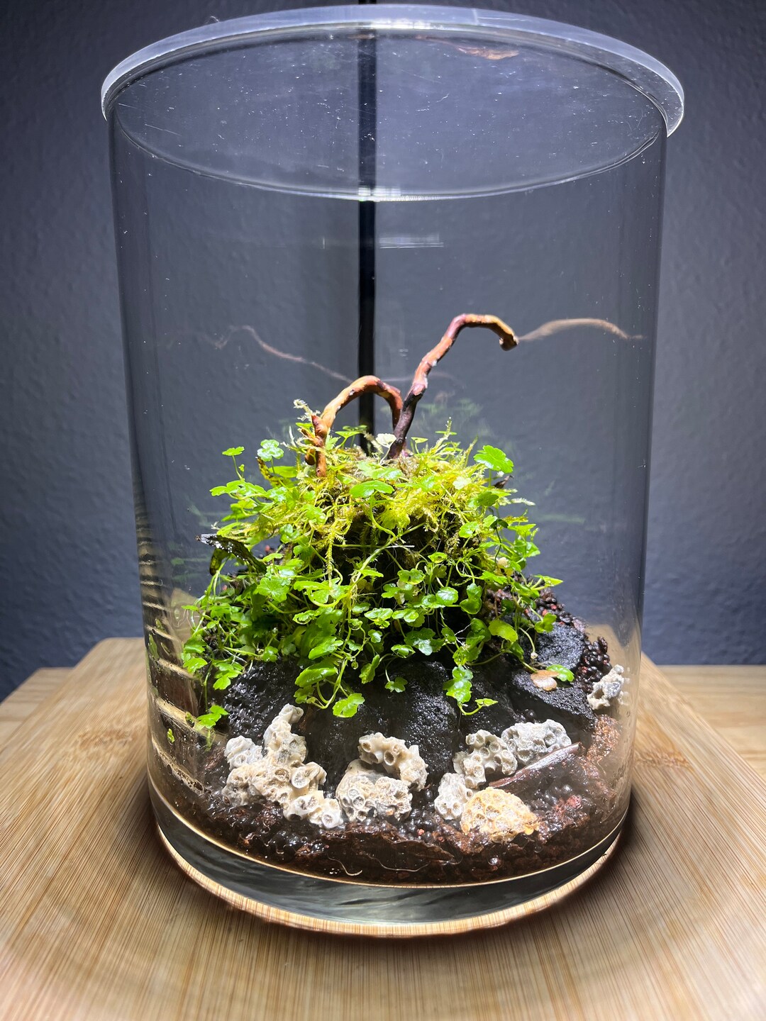Complete Planted Terrarium Ecosystem. With Wabi Kusa, Moss, Coral ...