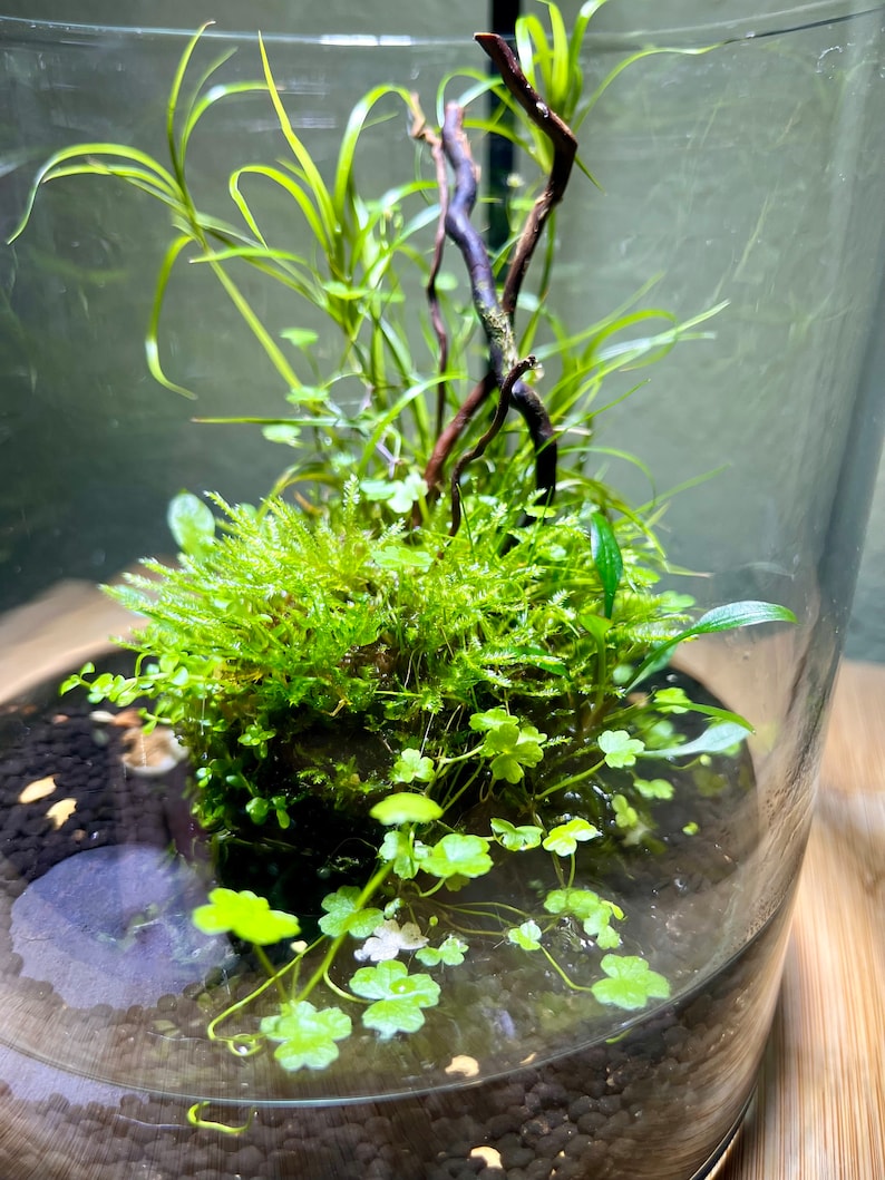 Complete Planted Moss Terrarium With Planted Wabi Kusa Moss Ball ...