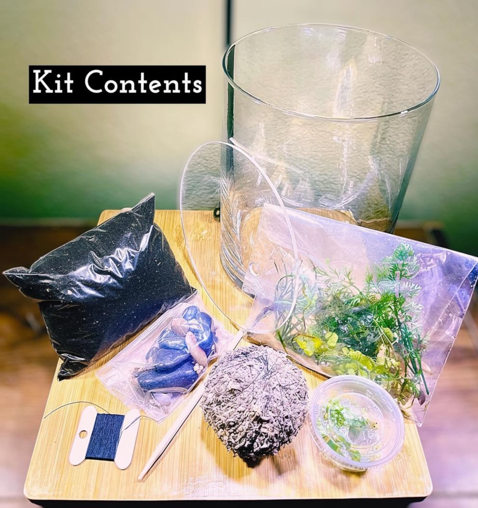 Aquatic Ecosystem DIY Kit | Live Plant Terrarium Aquarium - Etsy