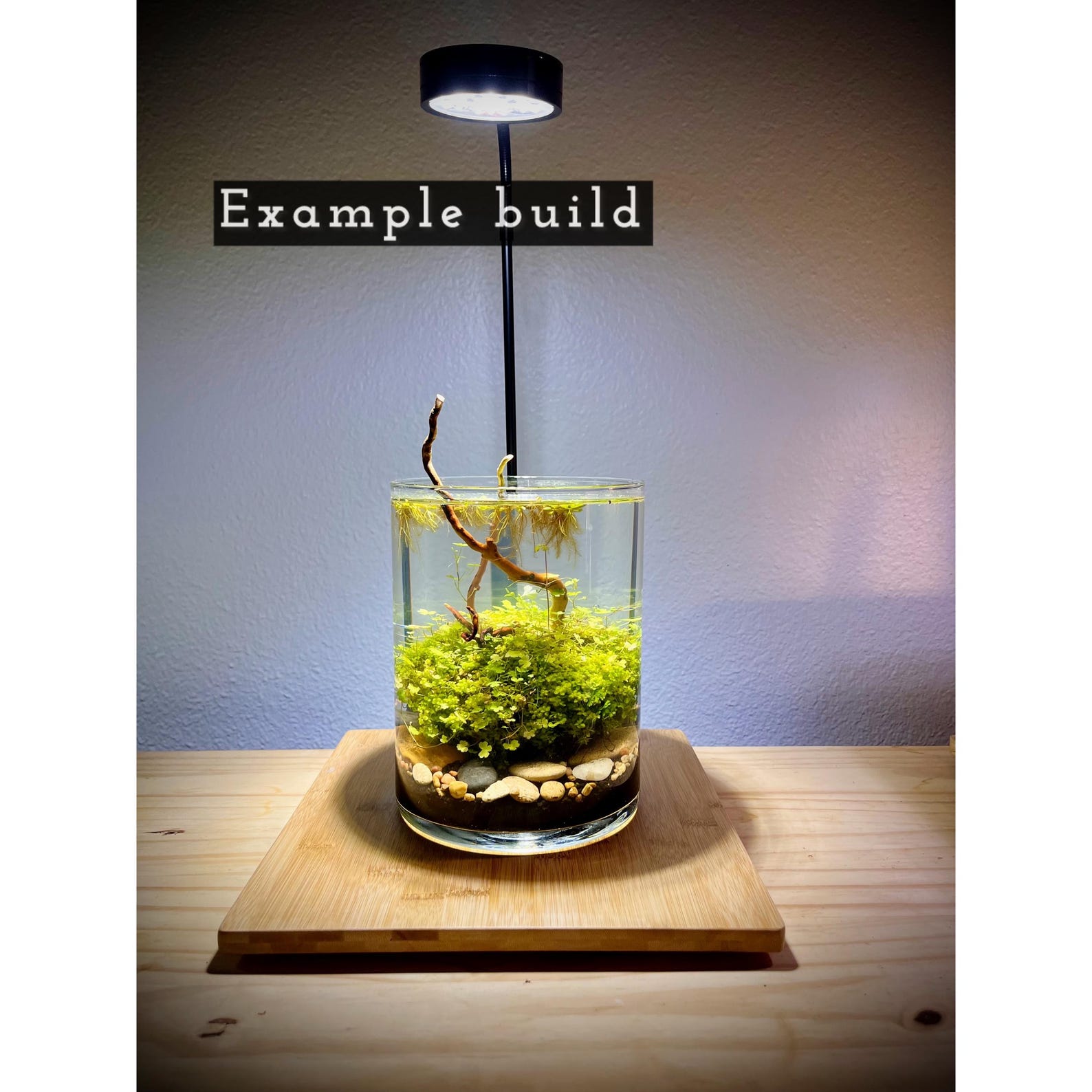 Aquatic Ecosystem DIY Kit | Live Plant Terrarium Aquarium - Etsy