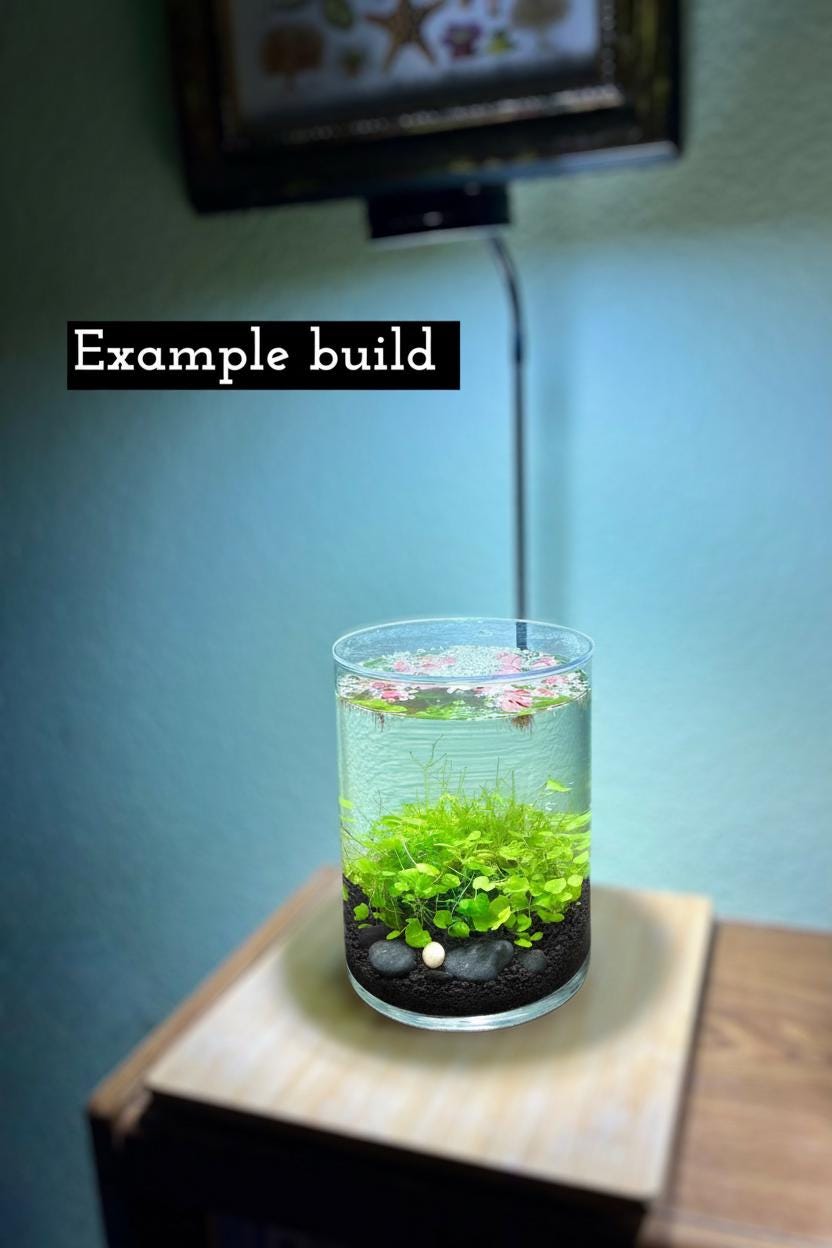 Aquatic Ecosystem DIY Kit | Live Plant Terrarium Aquarium - Etsy