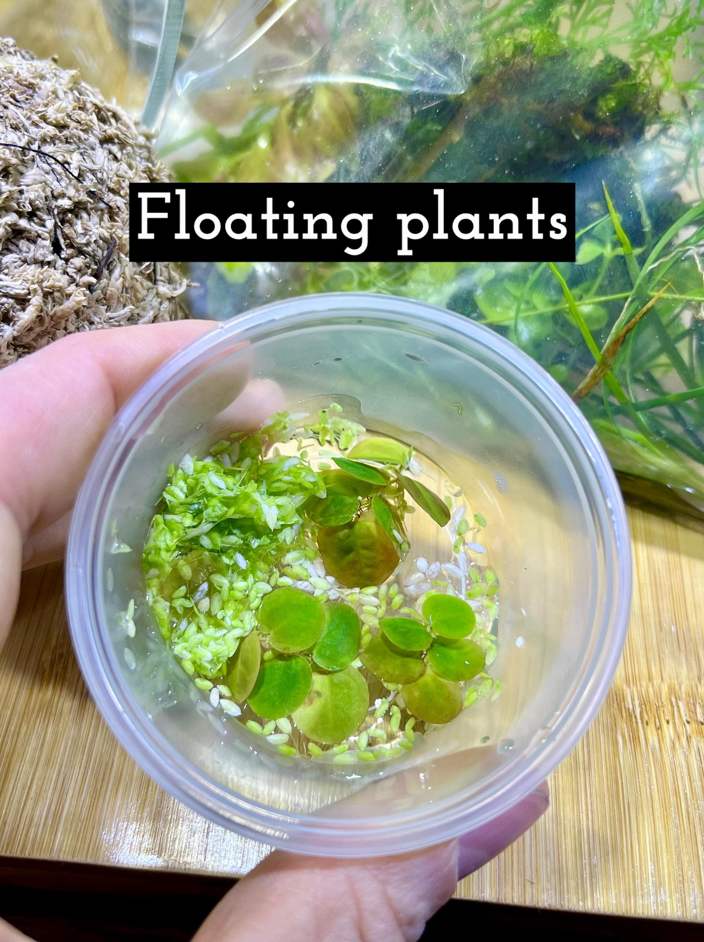 Aquatic Ecosystem DIY Kit | Live Plant Terrarium Aquarium - Etsy