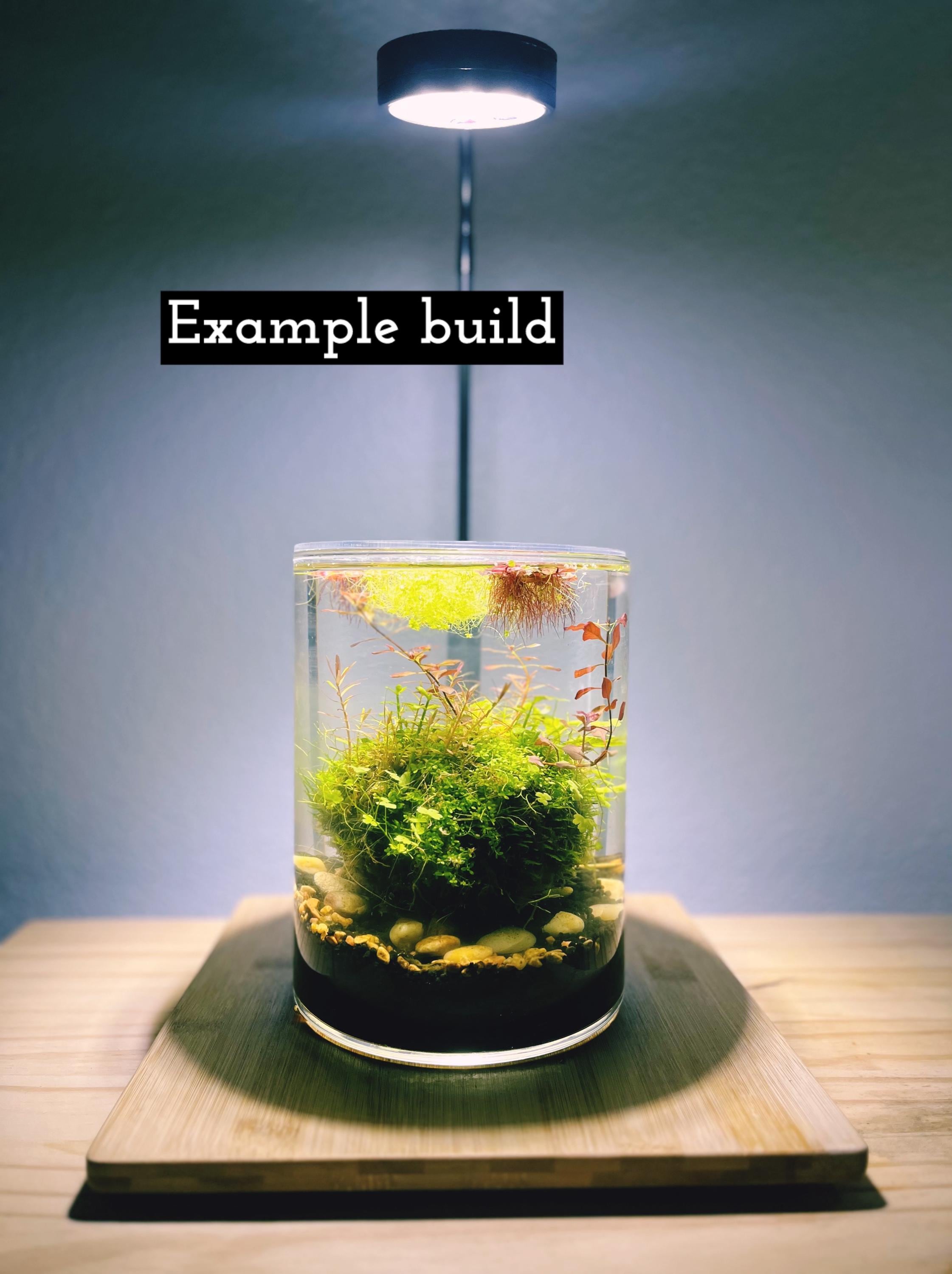 Aquatic Ecosystem DIY Kit | Live Plant Terrarium Aquarium - Etsy