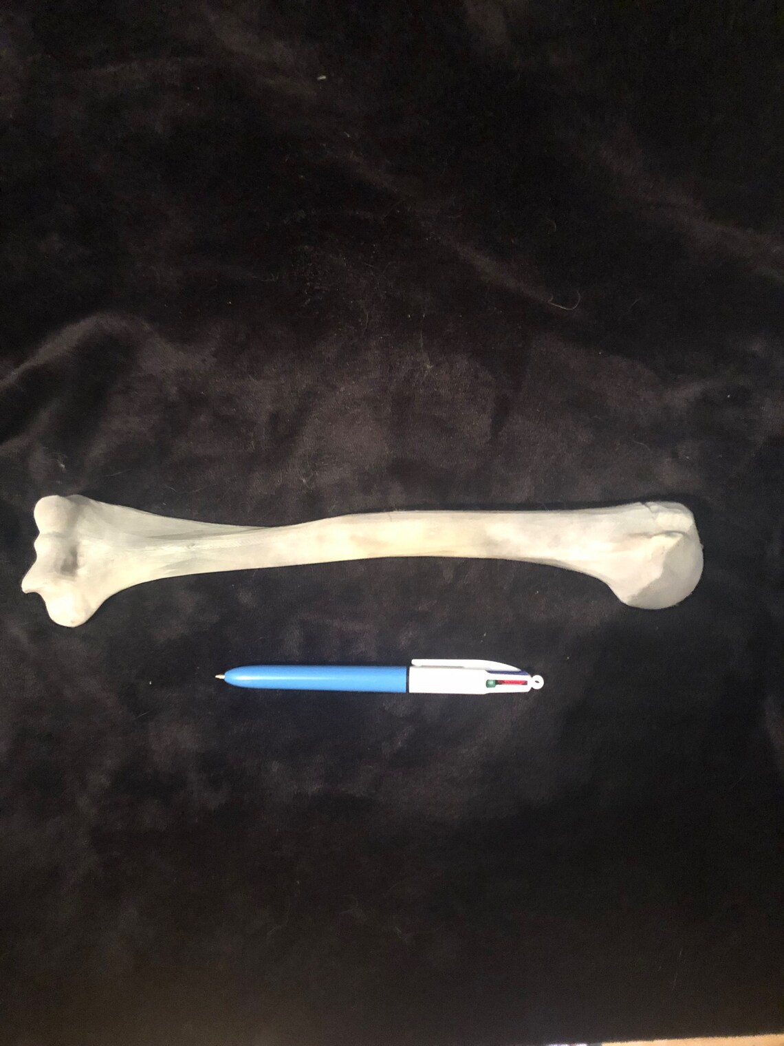 Femur Bone 3D Printed 300mm Long - Etsy