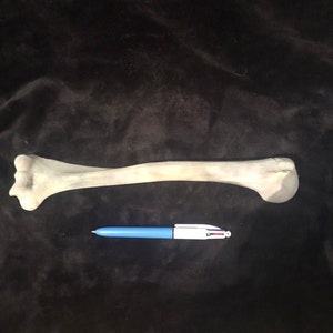 Femur Bone 3D Printed 300mm Long - Etsy