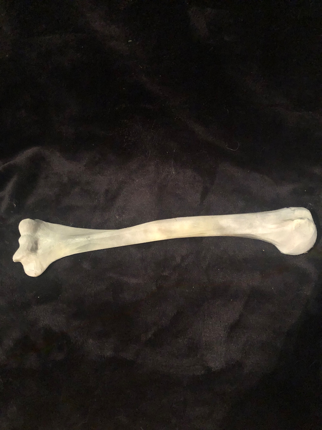 Femur Bone 3D Printed 300mm Long - Etsy