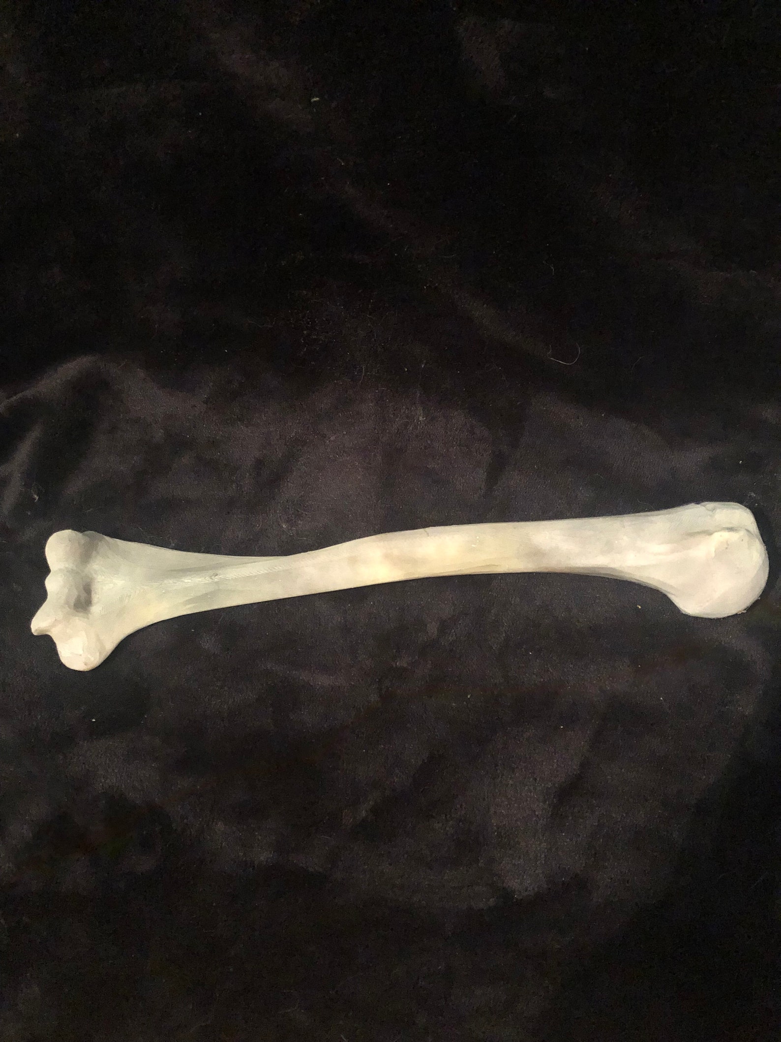 Femur Bone 3D Printed 300mm Long - Etsy
