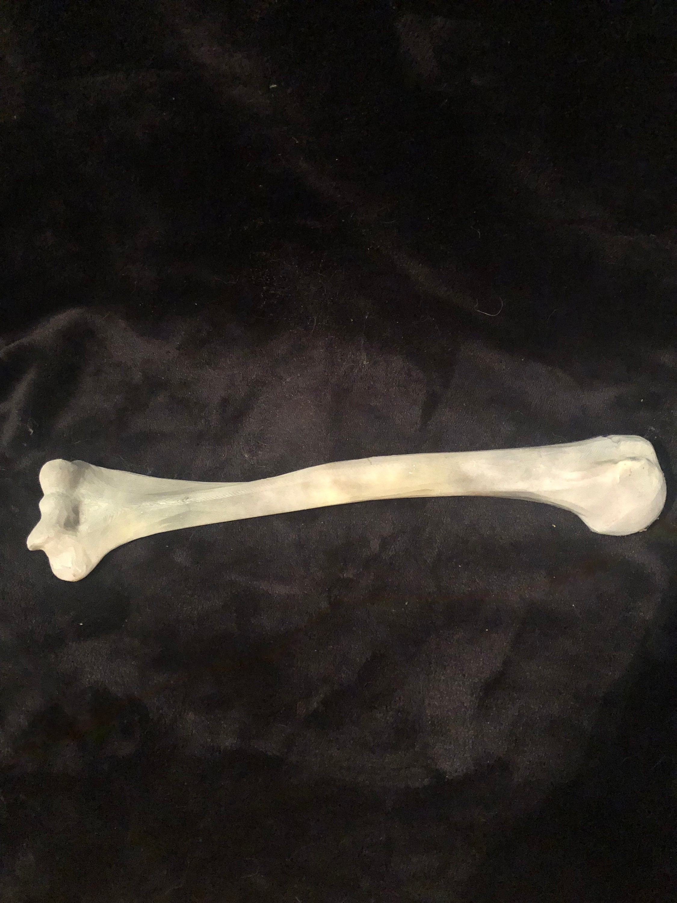 Femur Bone 3D Printed 300mm Long - Etsy