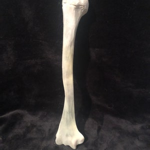 Femur Bone 3D Printed 300mm Long - Etsy
