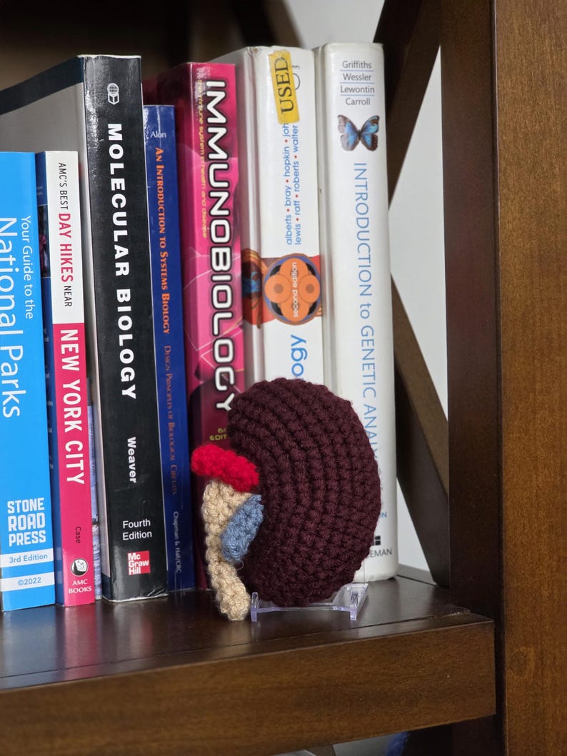 Crochet Kidney Plush Anatomical Organ Medical Model Science Decor Desk ...