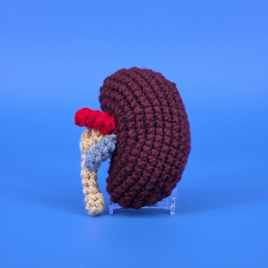 Crochet Kidney Plush Anatomical Organ Medical Model Science Decor Desk ...