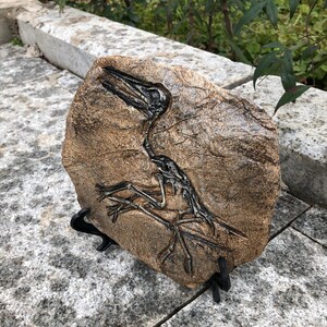 Jurassic World Replica,dinosaur Dinosaur Bird Skeleton Fossils,animal ...