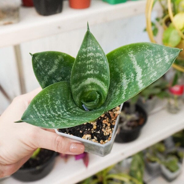 Jaboa Snake Plant - Etsy