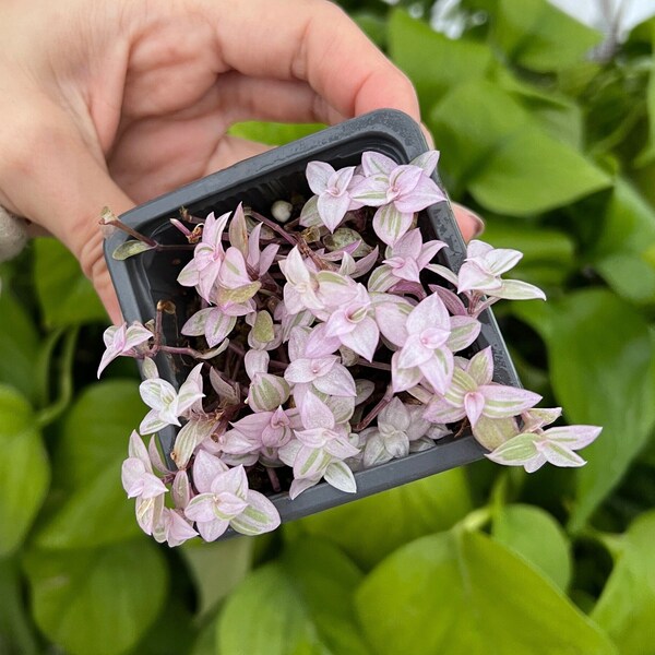 Trailing Plant - Etsy