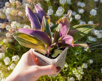 Moses in the Cradle - 2 LIVE Plants - Etsy