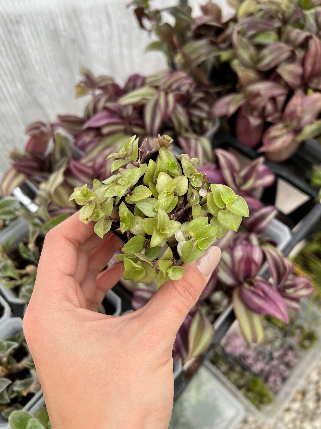 Callisia Repens 'turtle Vine' (tradescantia/trailing Plant) House Plant ...