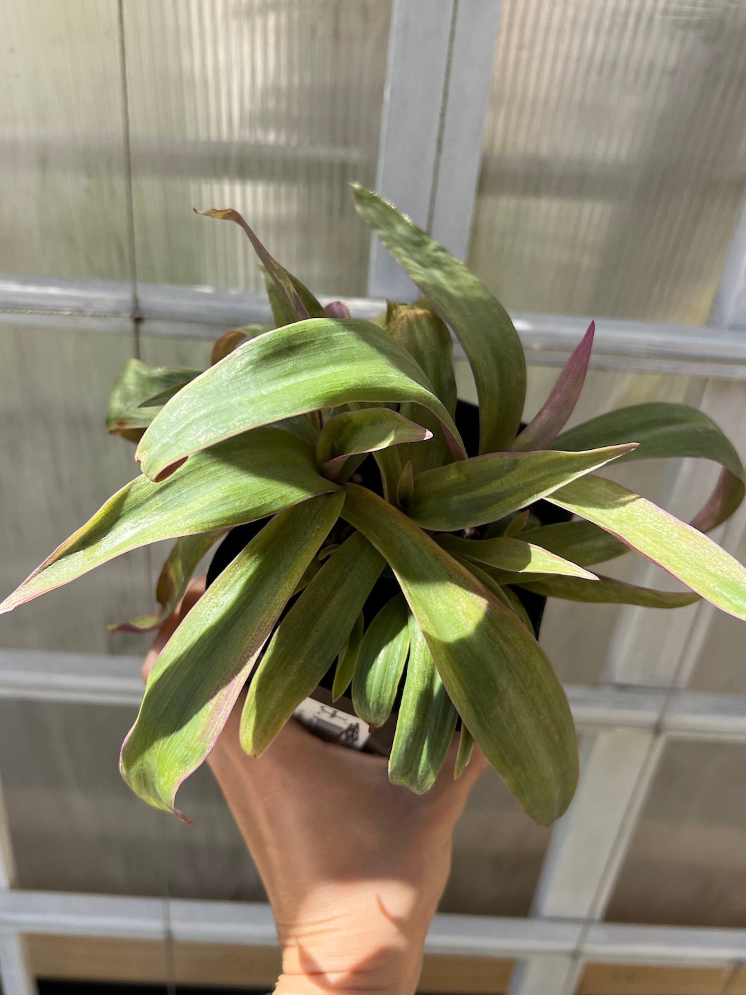 Rhoeo Discolor Compacta "moses in the Cradle" // House Plants Live ...
