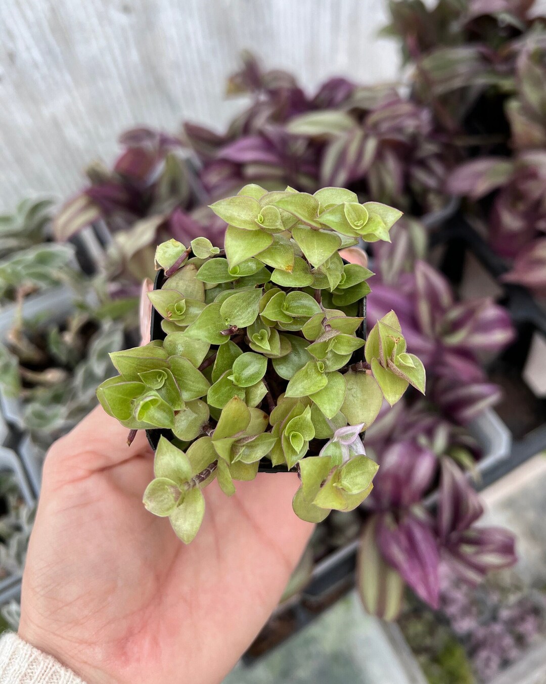 Callisia Repens 'turtle Vine' tradescantia/trailing - Etsy
