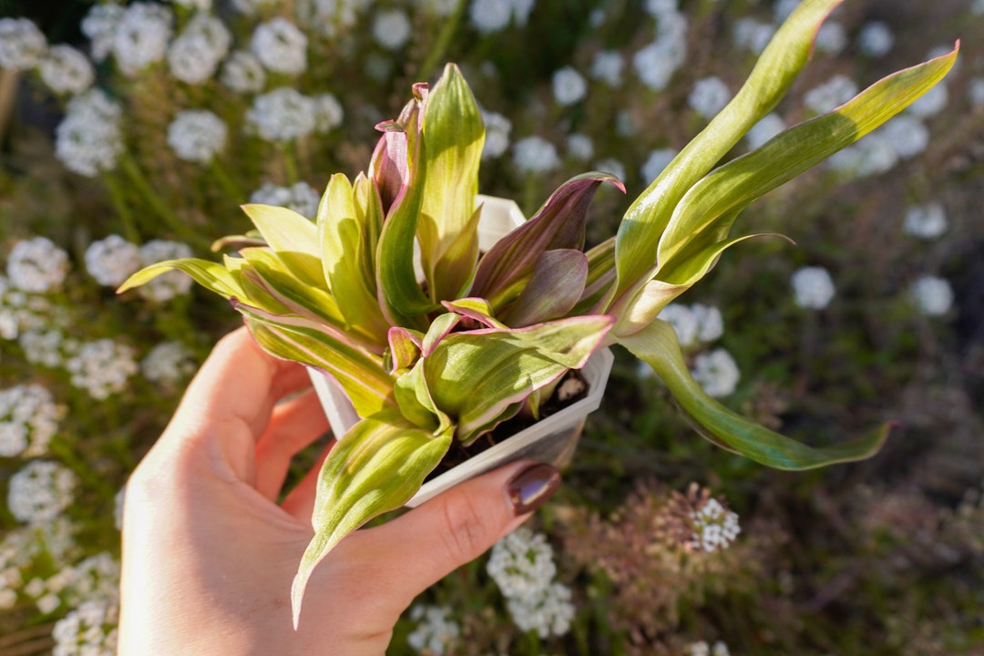 Rhoeo Discolor Compacta "moses in the Cradle" // House Plants Live ...