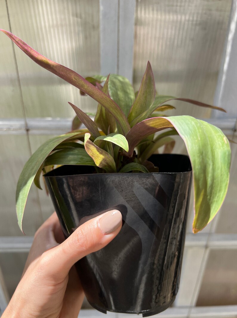 Rhoeo Discolor Compacta moses in the Cradle // House Plants Live Plant Potted 4 Inch Pots// Low ...
