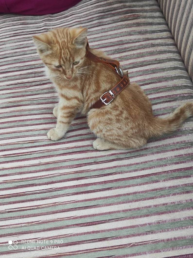 Leather Cat Collar Pattern Leather Cat Harness Sewing Template Leather ...