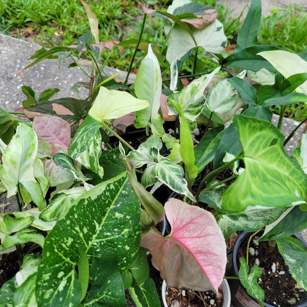 Rare Syngonium - Etsy