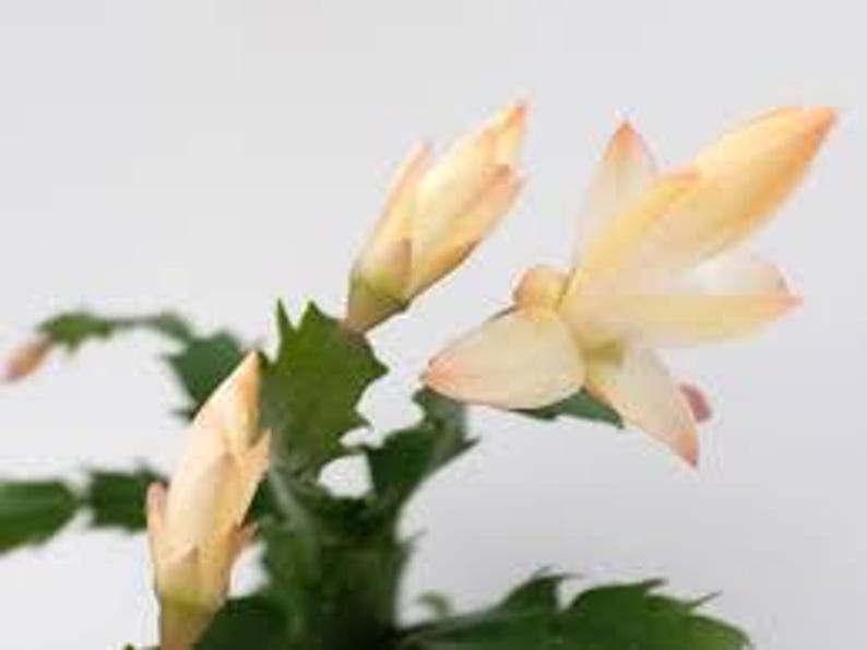 A Pack of 6 Different Coloured Zygo Cactus (schlumbergera) - Etsy Australia