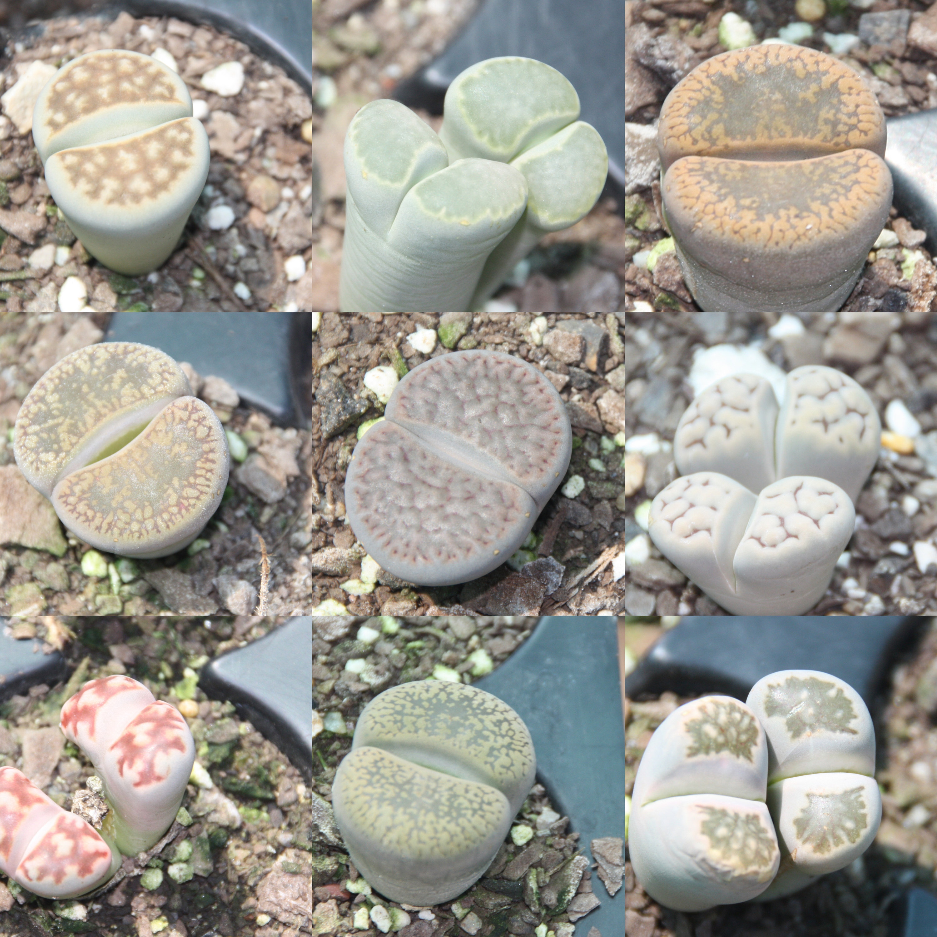Pack of 9 Lithops Different Colours - Etsy Australia