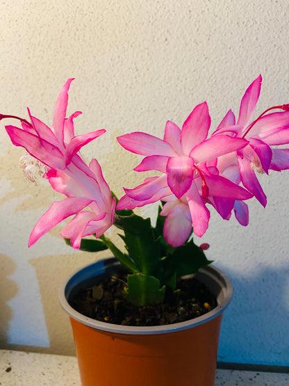 A Pack of 6 Different Coloured Zygo Cactus (schlumbergera) - Etsy Australia