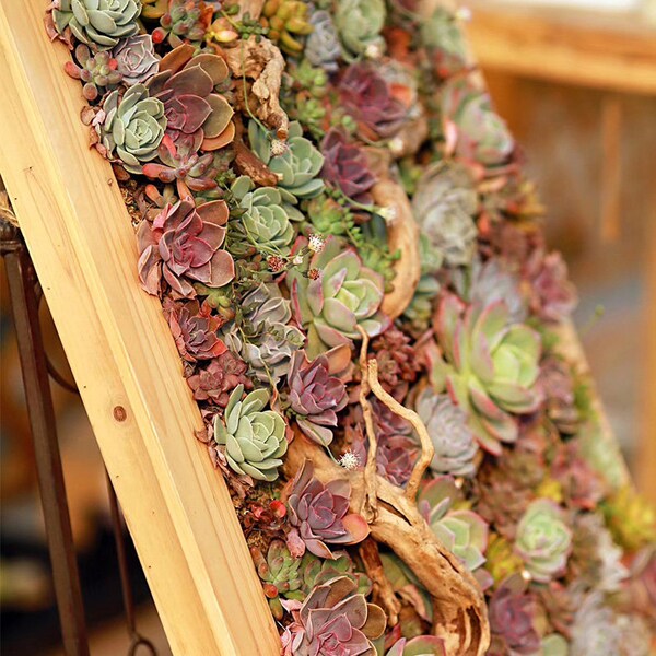 Succulent Wall Planter - Etsy