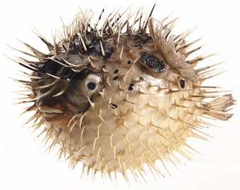 Rabbit Fish Puffer