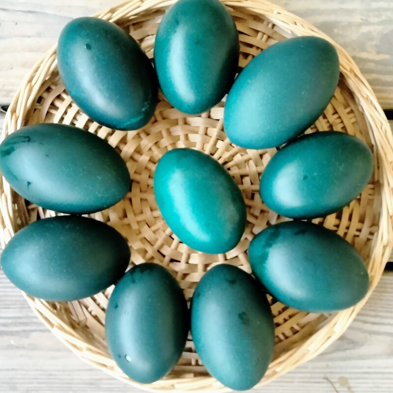 Emu Egg - Etsy