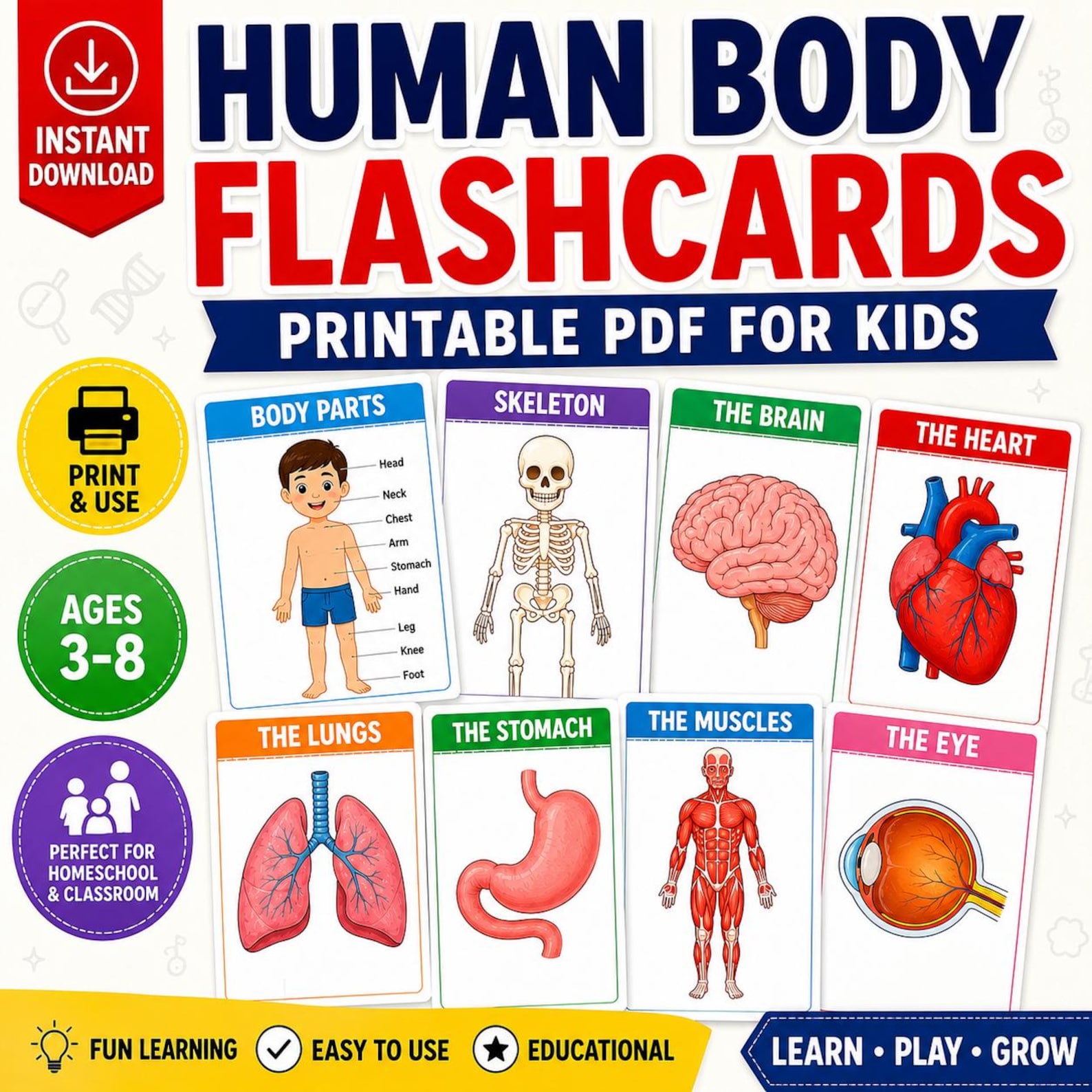 Human Body Flashcards Printable PDF | Anatomy Flash Cards for Kids ...
