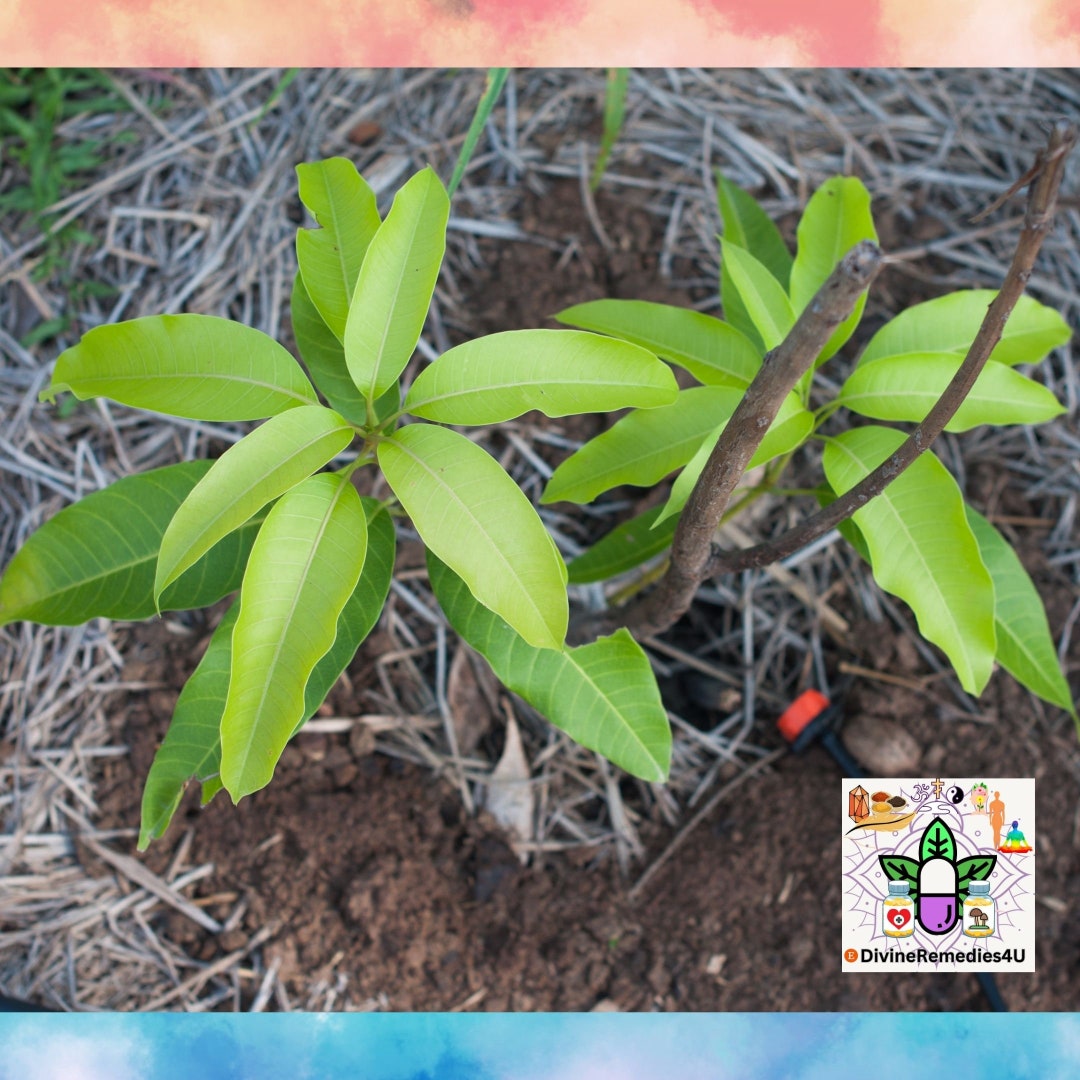 Grow Your Own Oasis: 2-foot Mango Tree and Sprouts for Tropical ...